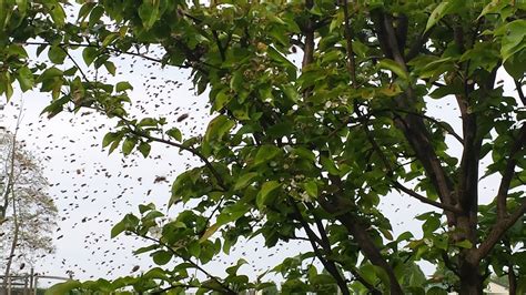 Honey Bees Swarming Keeping Backyard Bees