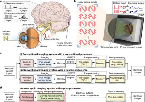 Optical Application Of Mos2 Curved Neuromorphic Imaging Device Download Scientific Diagram