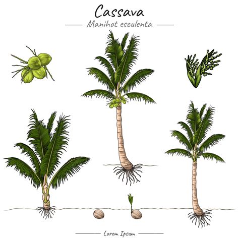 Premium Vector Coconut Tree Illustration Set