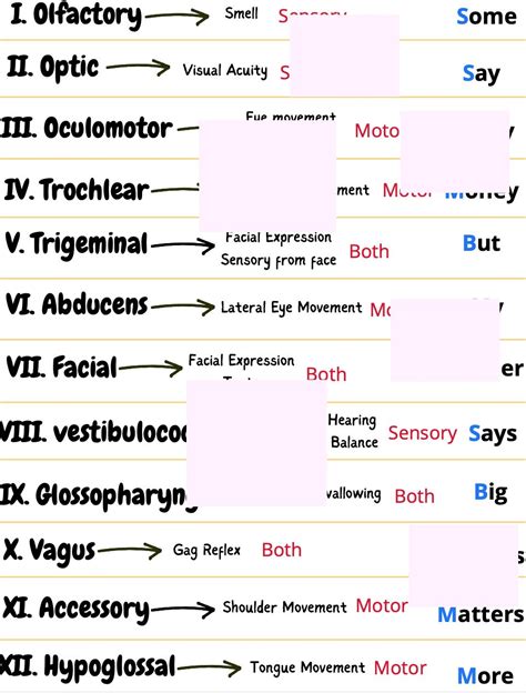 Mnemonic Device For Parts Of The Brain At Virginia Olsen Blog