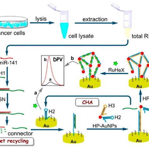 Schematic Representation Of Cascade Amplification Of Dsn Assisted Download Scientific Diagram