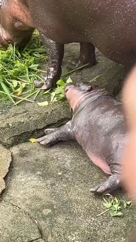 Moo Deng Moo Dengfan • Instagram Photos And Videos