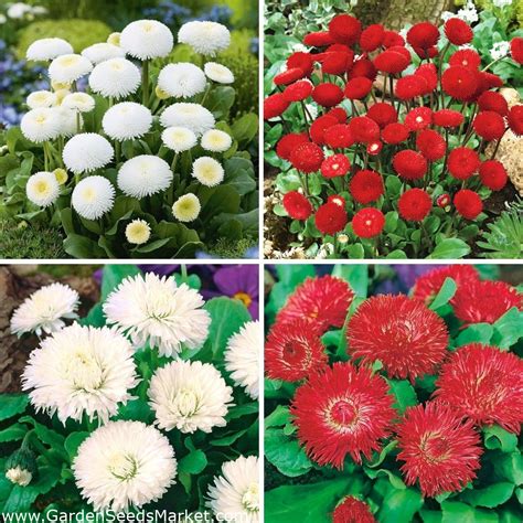 Daisy Seeds Selection Of Four Varieties Garden Seeds Market Free Shipping