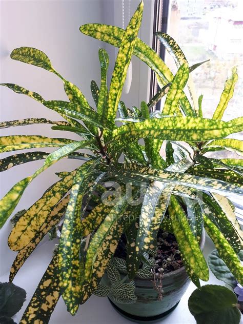 Кротон узколистный — купить в Красноярске Горшечные растения и комнатные цветы на интернет