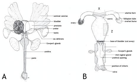 Female Sheep Reproductive System Anatomy