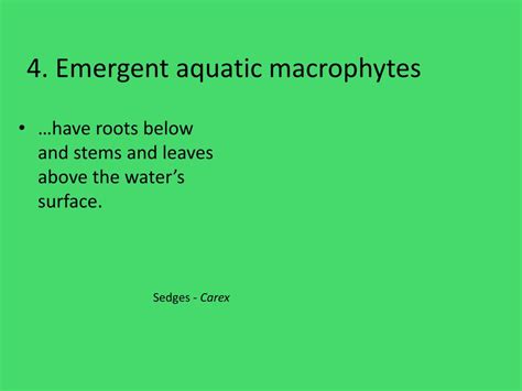 Ppt Aquatic Plants Powerpoint Presentation Free Download Id1867593