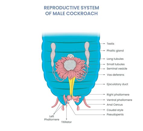 Male Cockroaches Have Testes And An Aedeagus For Sperm Transfer In