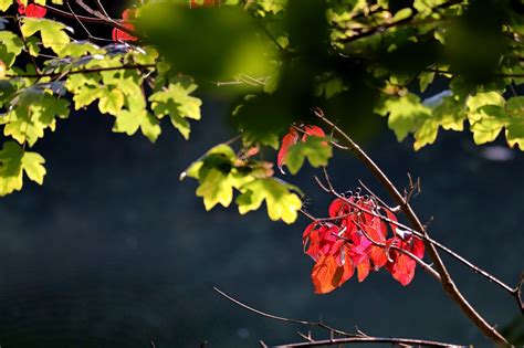 落下 分行 树叶 Pixabay上的免费照片 Pixabay