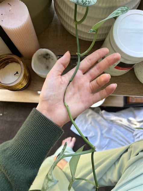 Not Sure Whats Happened Rest Of The Vine From That Point Seems Fine For The Minute Can It Be