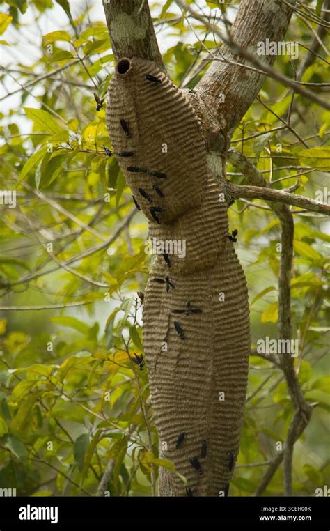 Close Up Of An Insect Nest Attached To A Tree Trunk Surrounded By Lush