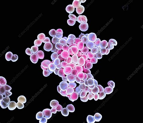 Staphylococcus Epidermidis Sem Stock Image C043 5848 Science