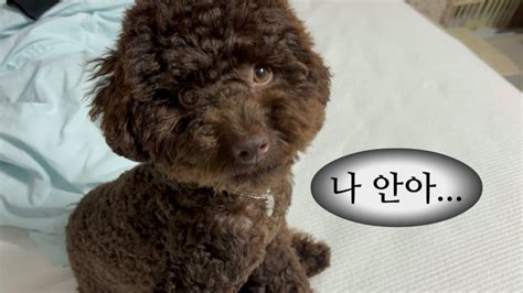 100억 받고 그냥 살기 Vs 거지로 동동이 안기 Youtube