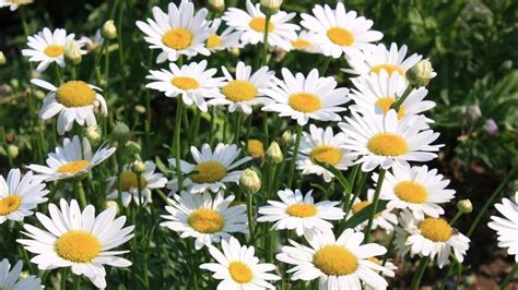 Иван Бунин И цветы и шмели и трава и колосья Youtube