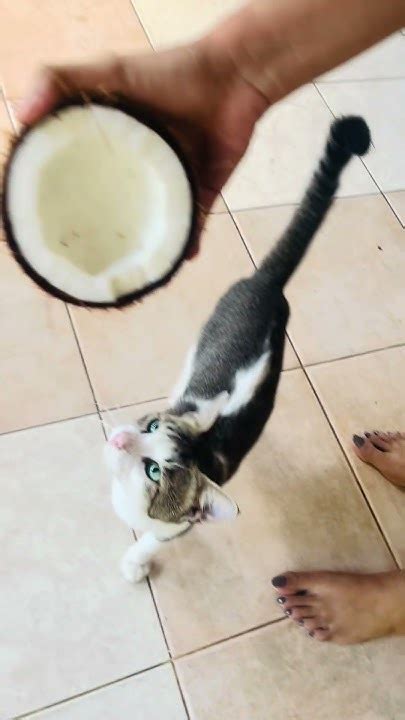 Coconut Cat පොල් පූසා Youtube