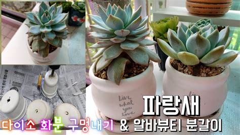 다이소 화분에 파랑새and알바뷰티 분갈이 다이소화분받침 구멍내기다육이를부탁해 Youtube