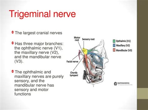 Ppt All Branches Of Trigeminal Nerve Are Listed In Handoout Reference Handout Trigeminal