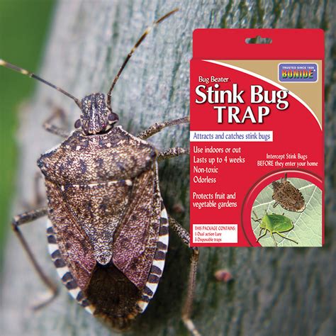 Stink Bug Trap