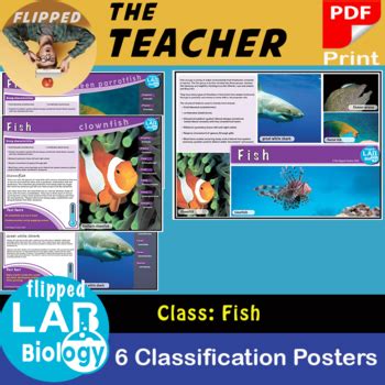 Fish Classification Posters By The Flipped Teacher Tpt