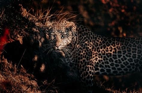 Lepard Print 43 Canvas And More