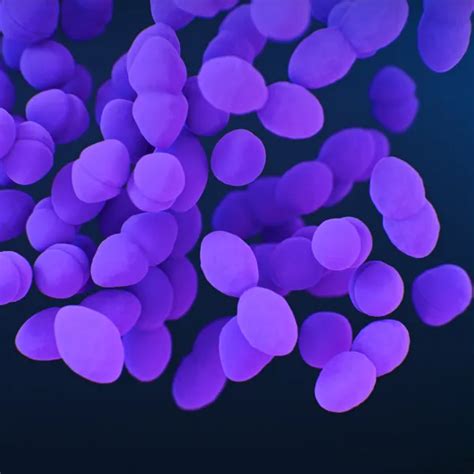 Enterococcus Faecium Equisalud