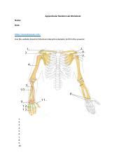 Appendicular Skeleton Lab Worksheet Docx Appendicular Skeleton Lab Worksheet Name Date