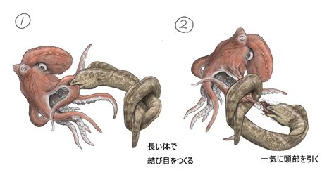 ジョージ On Twitter 陸上と違って体重をかけて獲物を押さえ込むことができない水中で獲物を食いちぎるための戦術