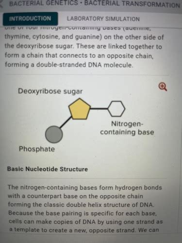 Bacterial Genetics • Bacterial Transformation Flashcards Quizlet