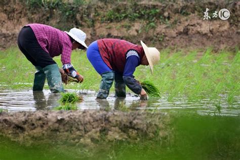 一塊水田養完蝦後種水稻，武漢農民一年收入百萬 每日頭條