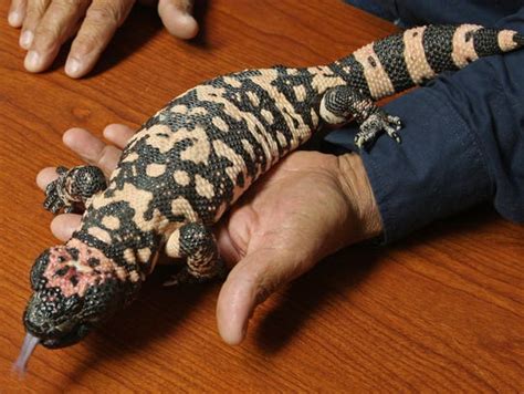 Meet Snoopy A Gila Monster