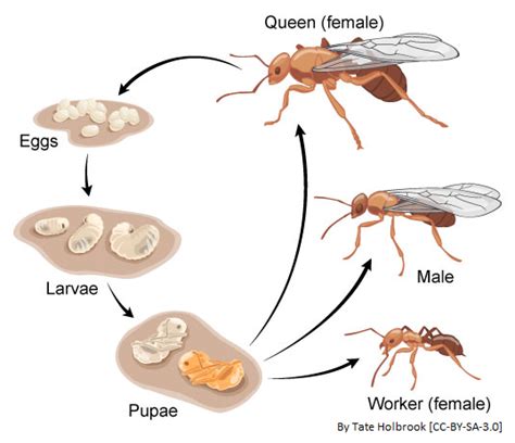 Difference Between Larva And Pupa Larva Vs Pupa