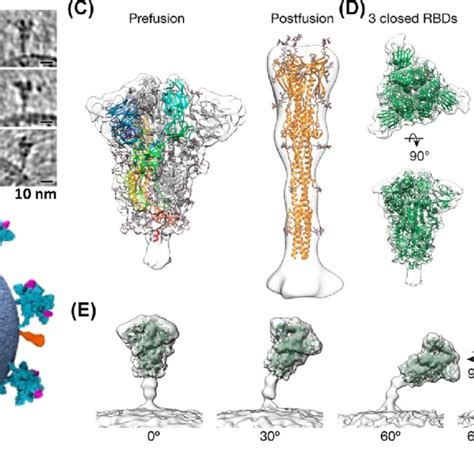 Spike Protein Distribution Conformations And Tilt Angles In Authentic