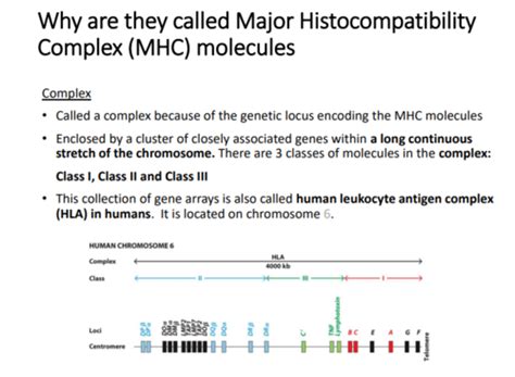 Antigen Presentation And Major Histocompatibility Complex Molecules