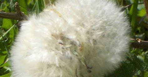 Karen S Nature Photography Huge Fluffy Dandelion Seed Head