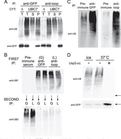 Figure 2 From In Vitro Analysis Of Hrd1p Mediated Retrotranslocation Of Its Multispanning