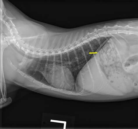 Feline Infectious Pneumonia Ddx Treatment Prognosis