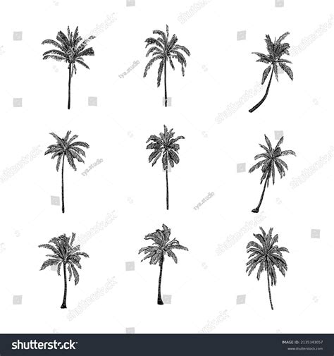 Coconut Tree Set Hand Drawing Vector Stock Vector Royalty Free 2135343057 Shutterstock