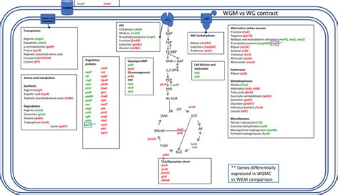 graphical representation of genes showing differential transcript