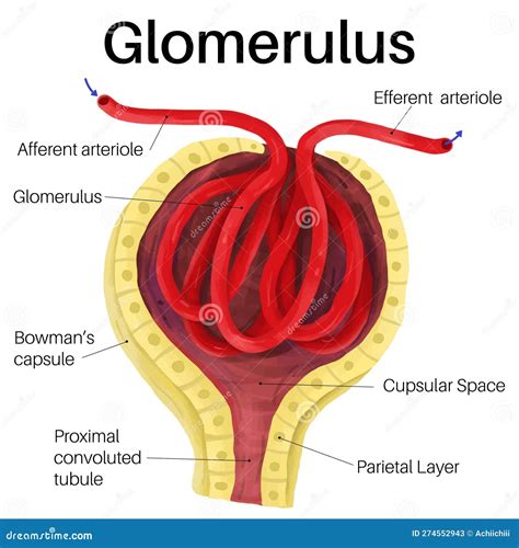 Glomerulus Anatomy