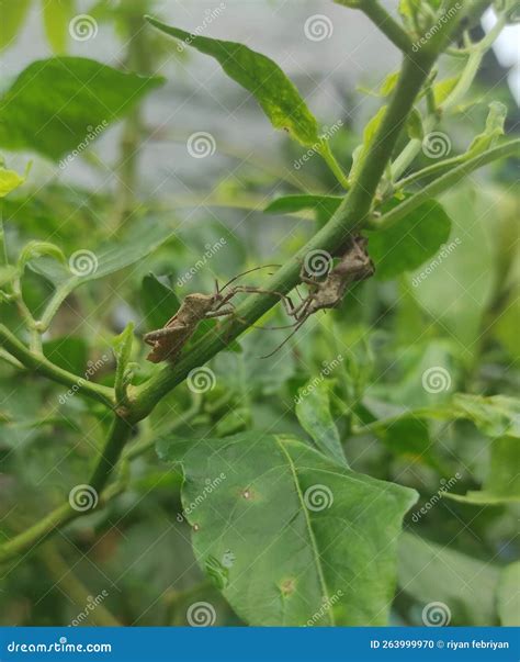 Disturbing Insect Infestations Stock Image 196459327