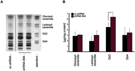 A Analysis Of Lipid Extracts From Transduced Podocyte Cell Lines By