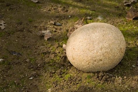 Giant Ancient Egg Found In Antarctica Could Be The First From A Mosasaur