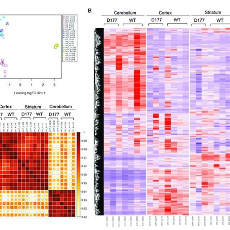 Rna Seq Analysis Of Gene Expression In D177 And Wild Type Mice A The Download Scientific