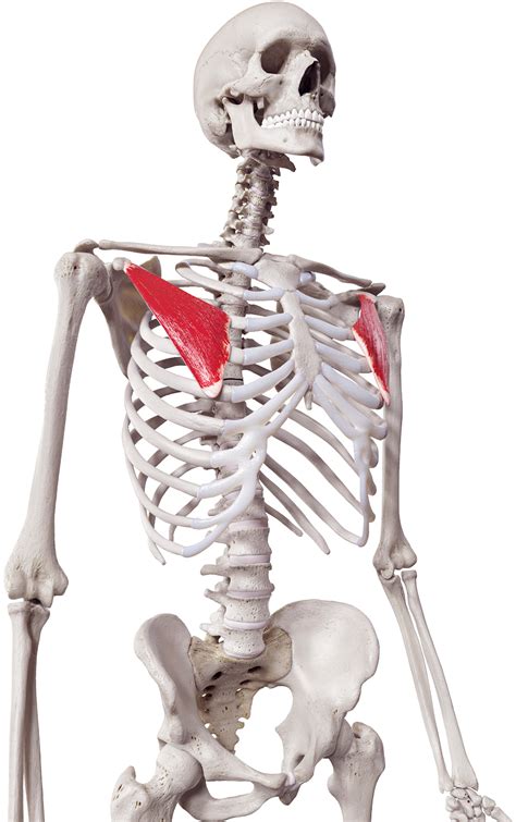 Bone Density Problems Causes And Solutions