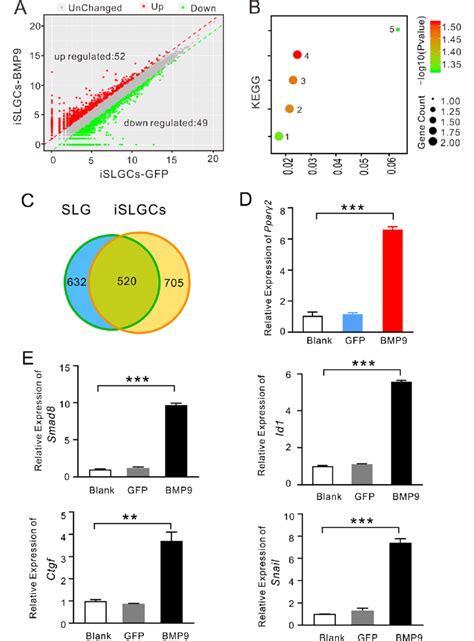 Differentially Expressed Gene Analysis Deg And Indicated Gene