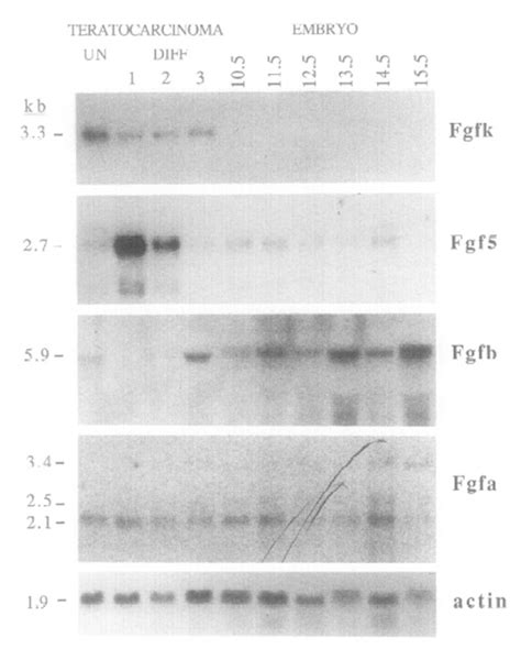 Gene Expression Image Detail
