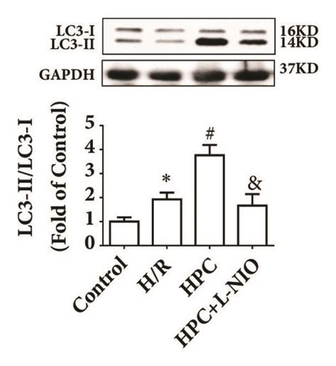 Hpostc Attenuated H9c2 Cells Hr Injury Via Activating Download