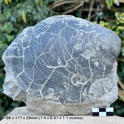 Giant Bivalve Shell Plagiostoma Lima Fossil Jurassic Lower Lias