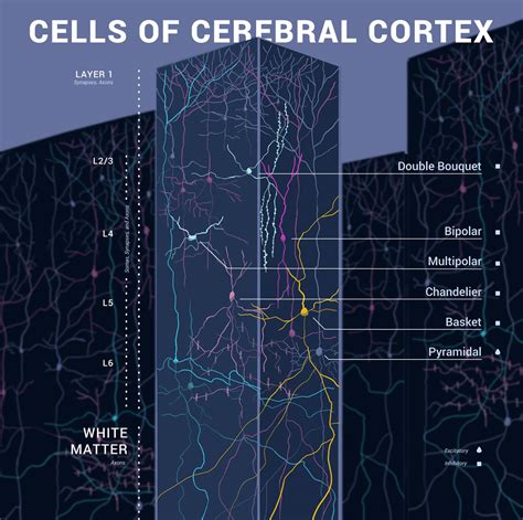 Cortical Column Wip On Behance