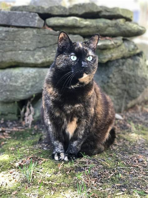 Calico Vs Tortoiseshell Cats Happy Cat Corner