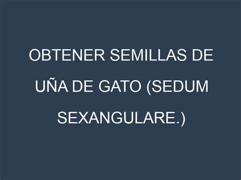 Obtener Semillas De Uña De Gato Sedum Sexangulare Agroticaes